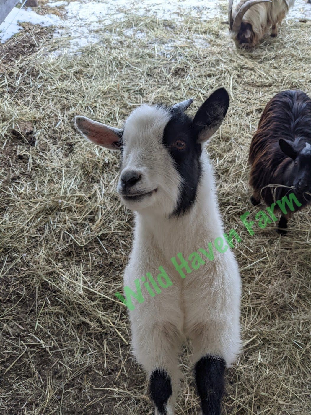 Meet Bailey - Miniature Silky Fainter (Myotonic) Doe | Wild Haven Farm